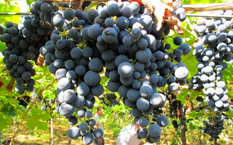 Vitigno Montepulciano - My Wine Club